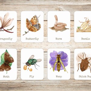 Printable Bugs Flash Cards, Preschool, Homeschool, Nature Study ...