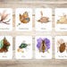 Printable Bugs Flash Cards, Preschool, Homeschool, Nature Study ...