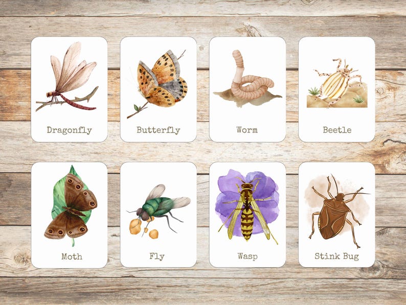 Printable Bugs Flash Cards, Preschool, Homeschool, Nature Study ...