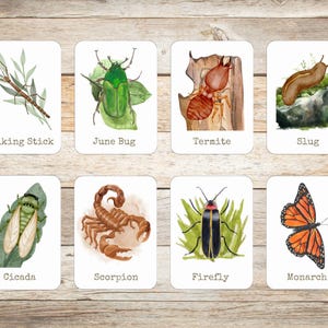 Printable Bugs Flash Cards, Preschool, Homeschool, Nature Study ...