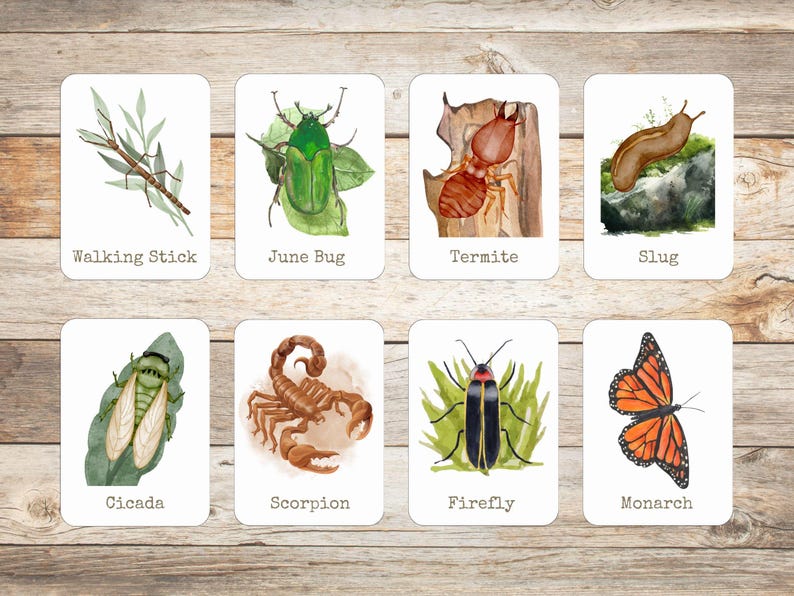 Printable Bugs Flash Cards, Preschool, Homeschool, Nature Study ...