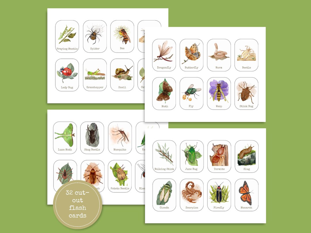 Printable Bugs Flash Cards, Preschool, Homeschool, Nature Study ...