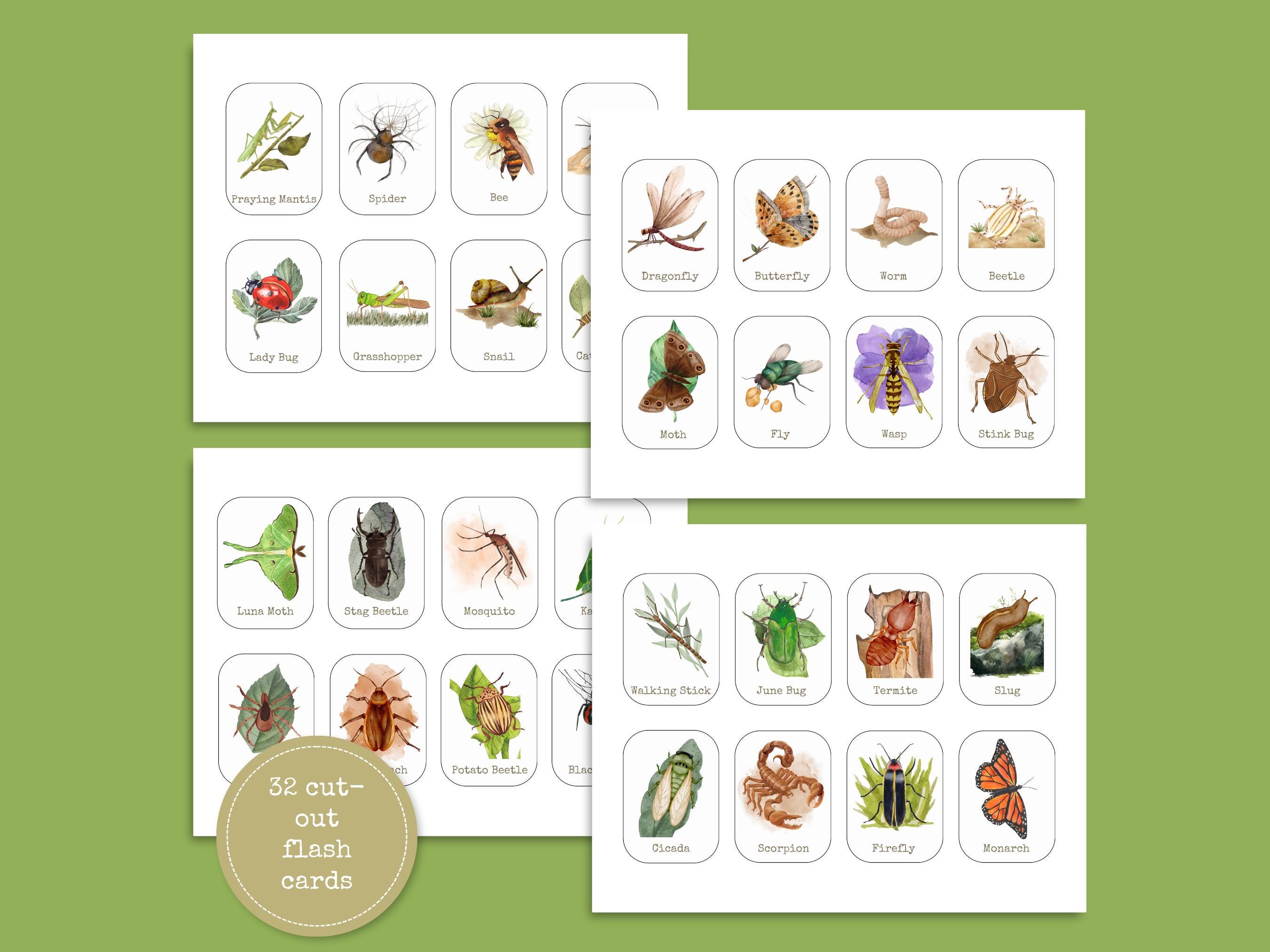 Printable Bugs Flash Cards, Preschool, Homeschool, Nature Study ...