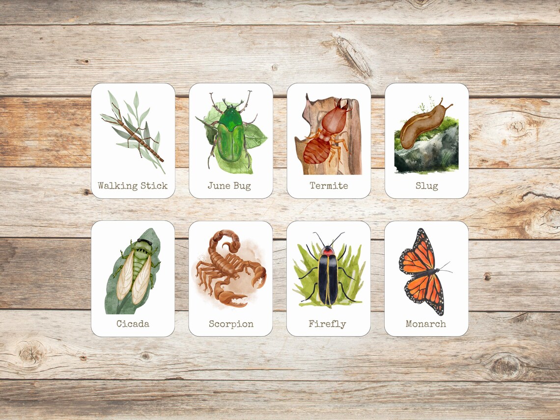 Printable Bugs Flash Cards, Preschool, Homeschool, Nature Study ...