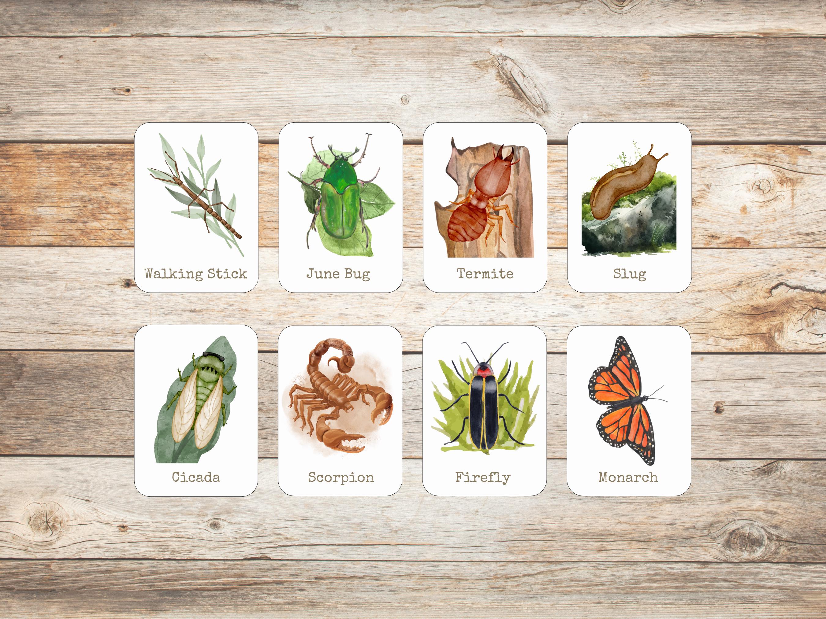 Printable Bugs Flash Cards, Preschool, Homeschool, Nature Study ...