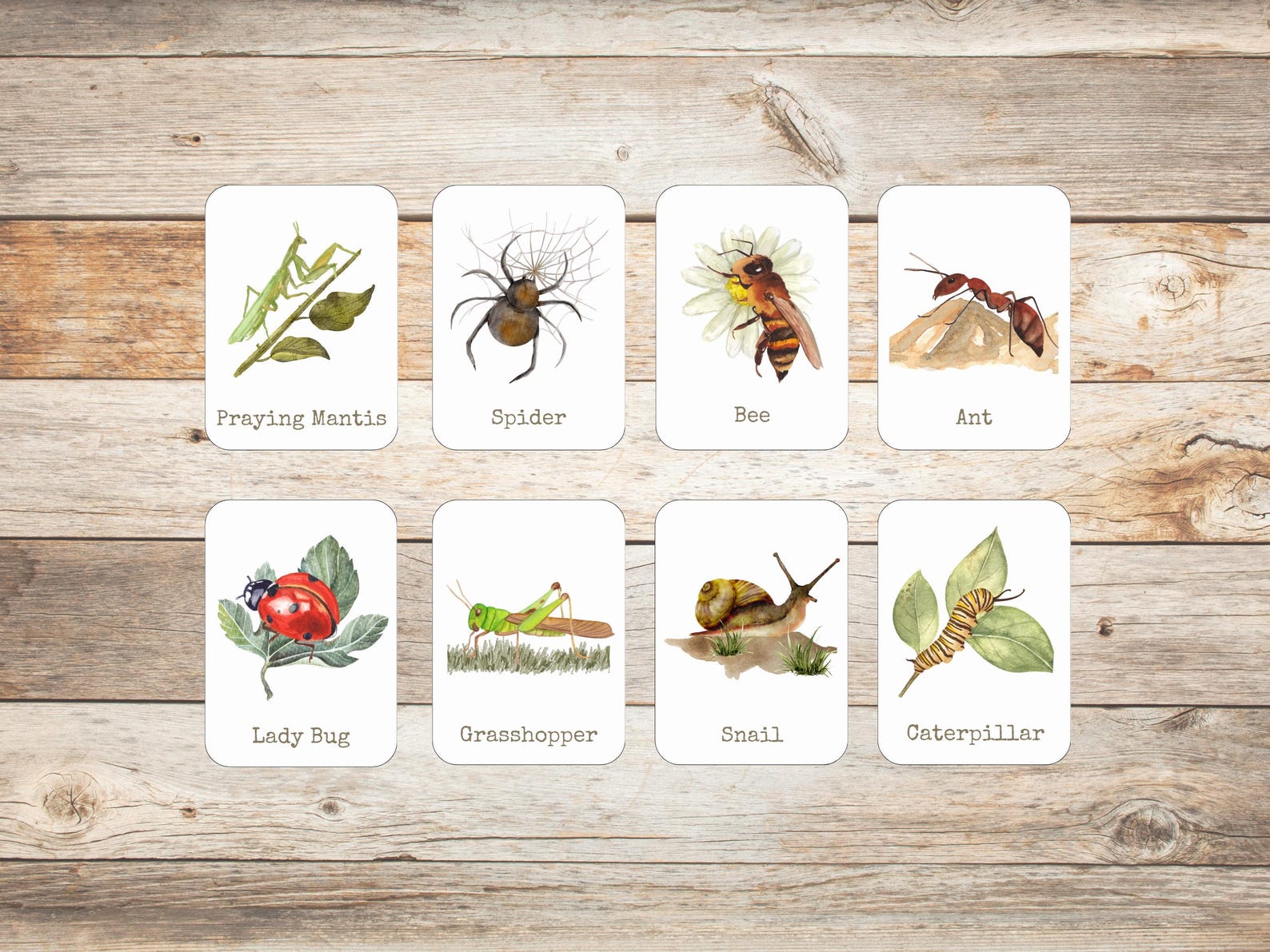 Printable Bugs Flash Cards, Preschool, Homeschool, Nature Study ...