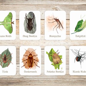 Printable Bugs Flash Cards, Preschool, Homeschool, Nature Study ...