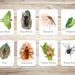 Printable Bugs Flash Cards, Preschool, Homeschool, Nature Study ...