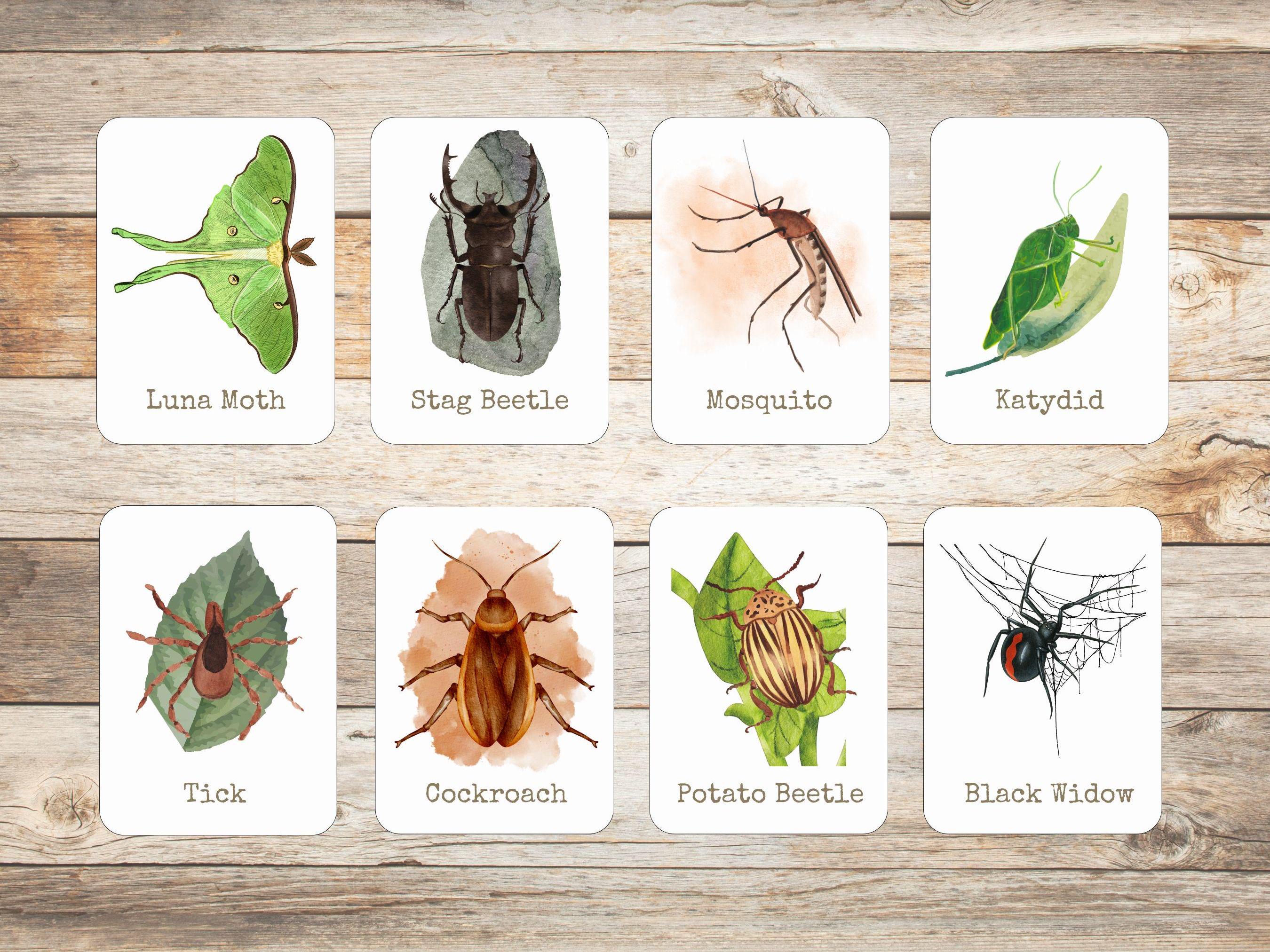 Printable Bugs Flash Cards, Preschool, Homeschool, Nature Study ...