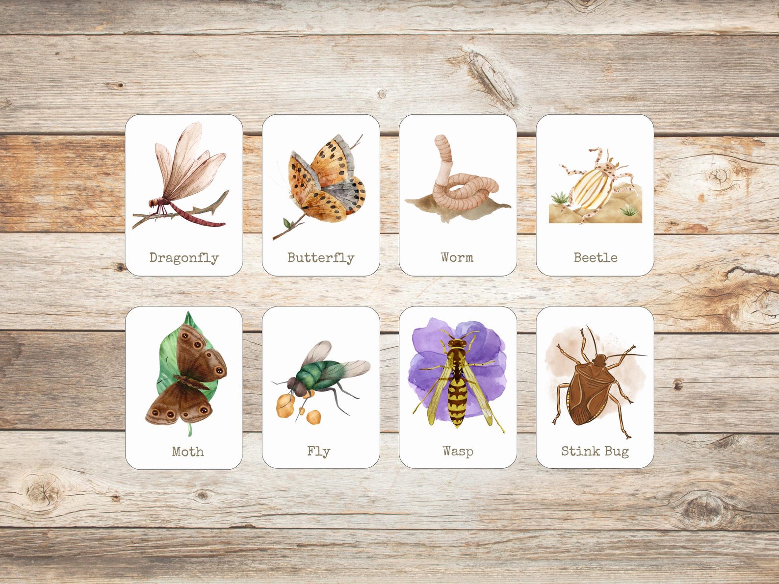 Printable Bugs Flash Cards, Preschool, Homeschool, Nature Study ...
