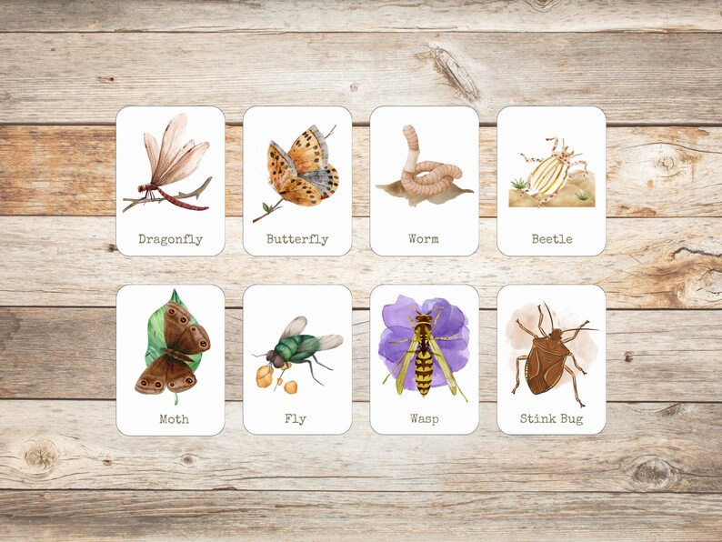 Printable Bugs Flash Cards, Preschool, Homeschool, Nature Study ...