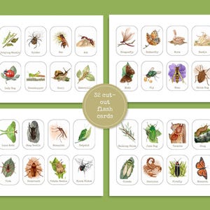 Printable Bugs Flash Cards, Preschool, Homeschool, Nature Study ...