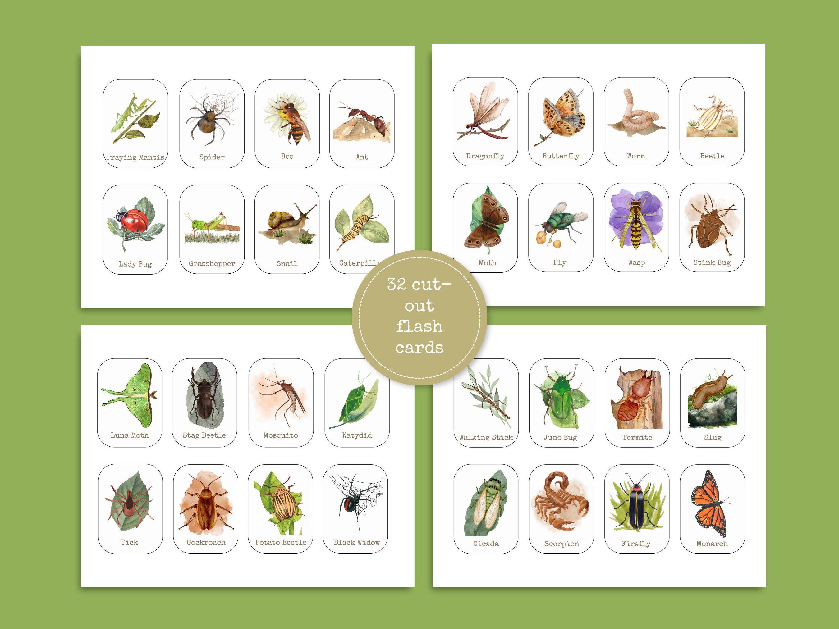 Printable Bugs Flash Cards, Preschool, Homeschool, Nature Study ...