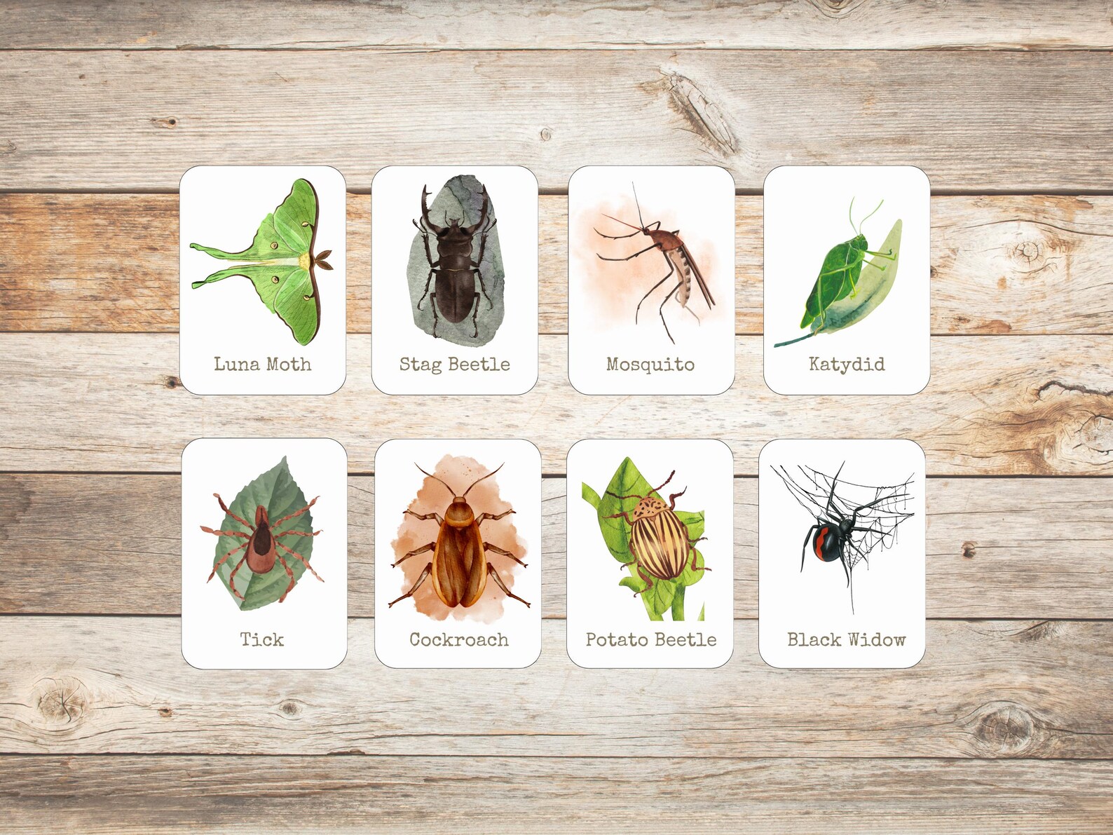Printable Bugs Flash Cards, Preschool, Homeschool, Nature Study ...