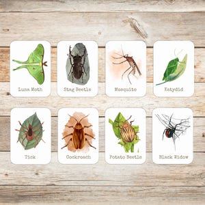 Printable Bugs Flash Cards, Preschool, Homeschool, Nature Study ...