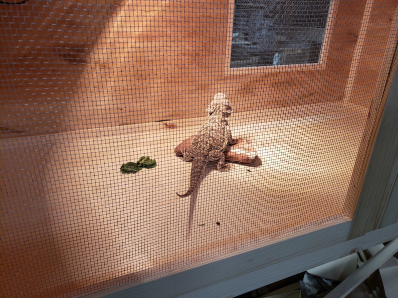 Lizard Enclosure 6ft Large - Etsy