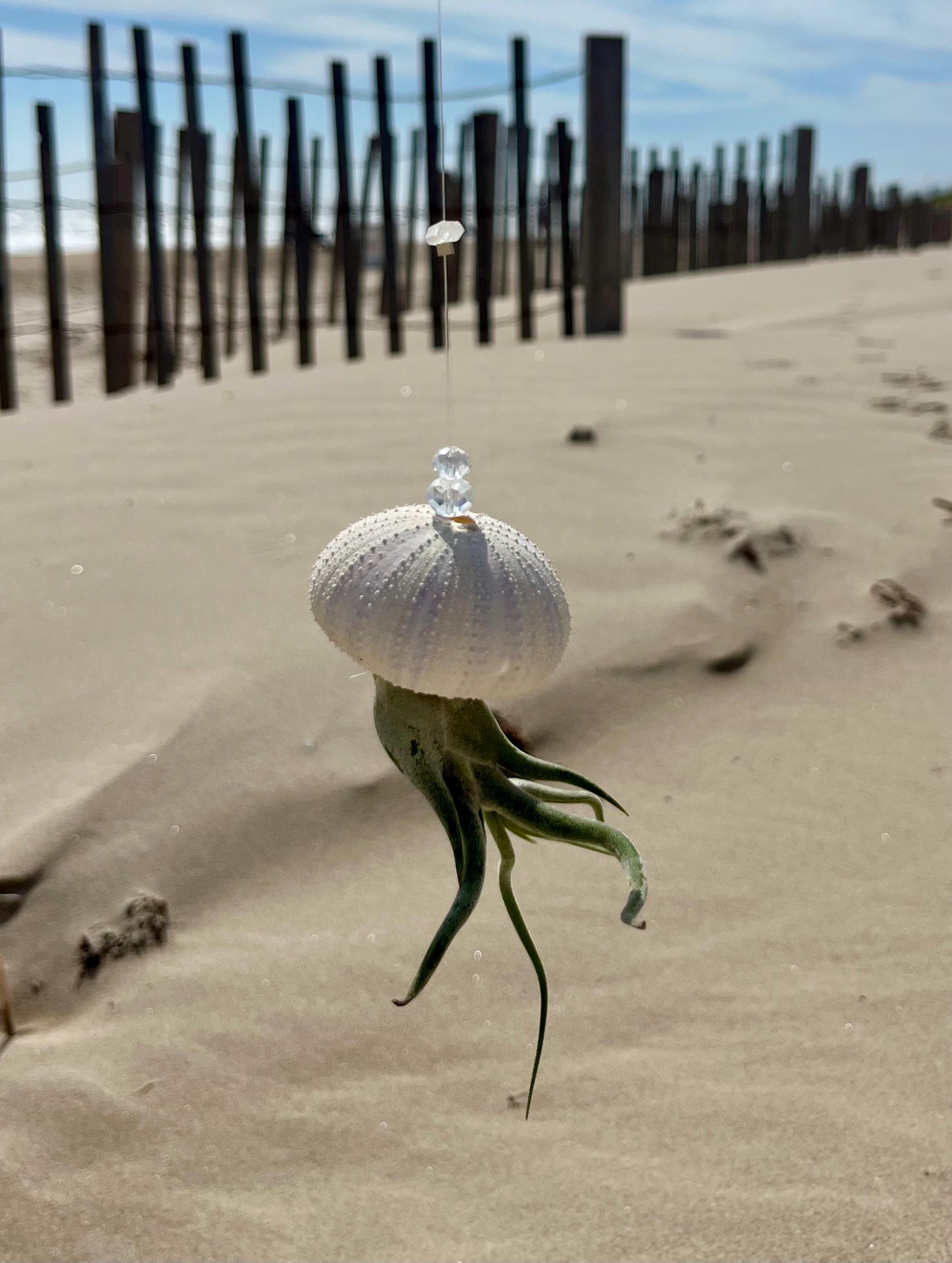 Hanging Jellyfish Air Plant Display- Live Air Plant- Sea Urchin ...