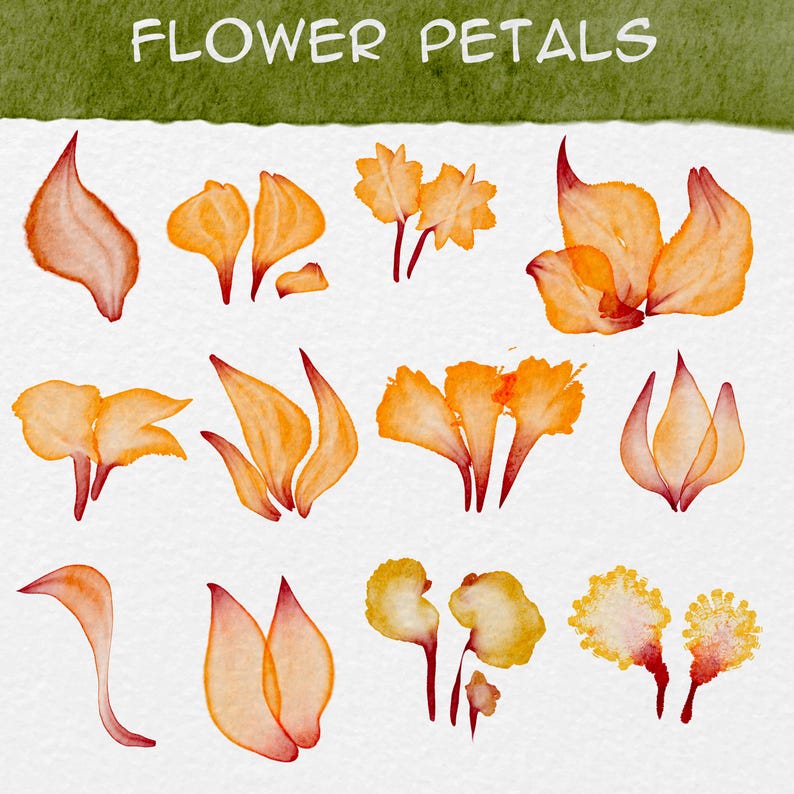 Procreate Watercolor Flower Brushes: Realistic Petal & Plant Set ...