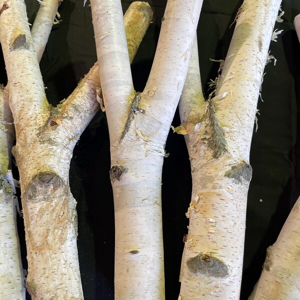 White Birch Poles - Etsy
