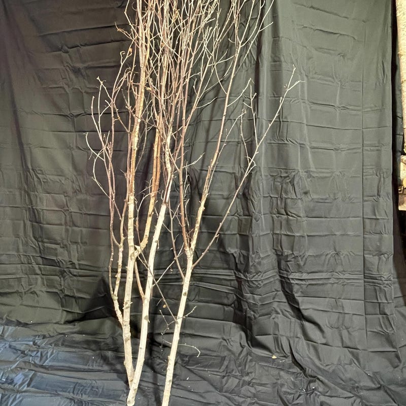 Birch Branches - Etsy