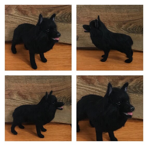Brown Schipperke Puppies