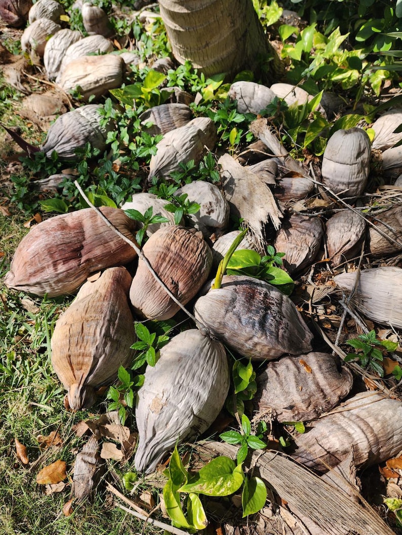 Mature Coconut Seed, Not Sprouted, Ready to Plant. Shipped - Etsy