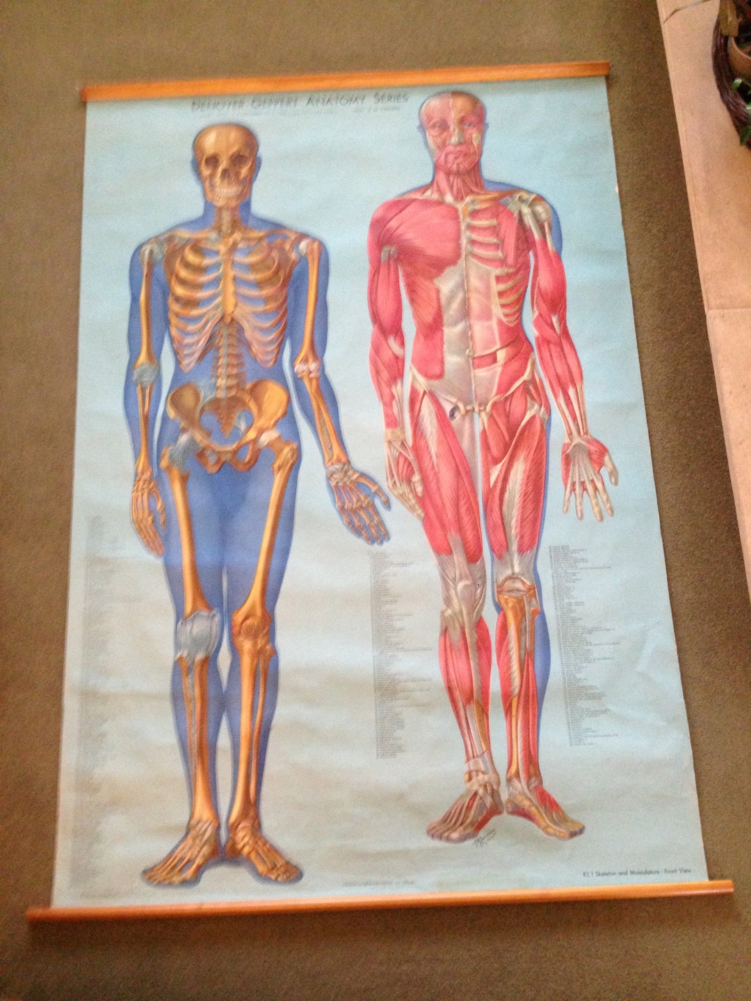 Large Vintage Anatomy Chart Denoyer Geppert Full Length Front View - Etsy