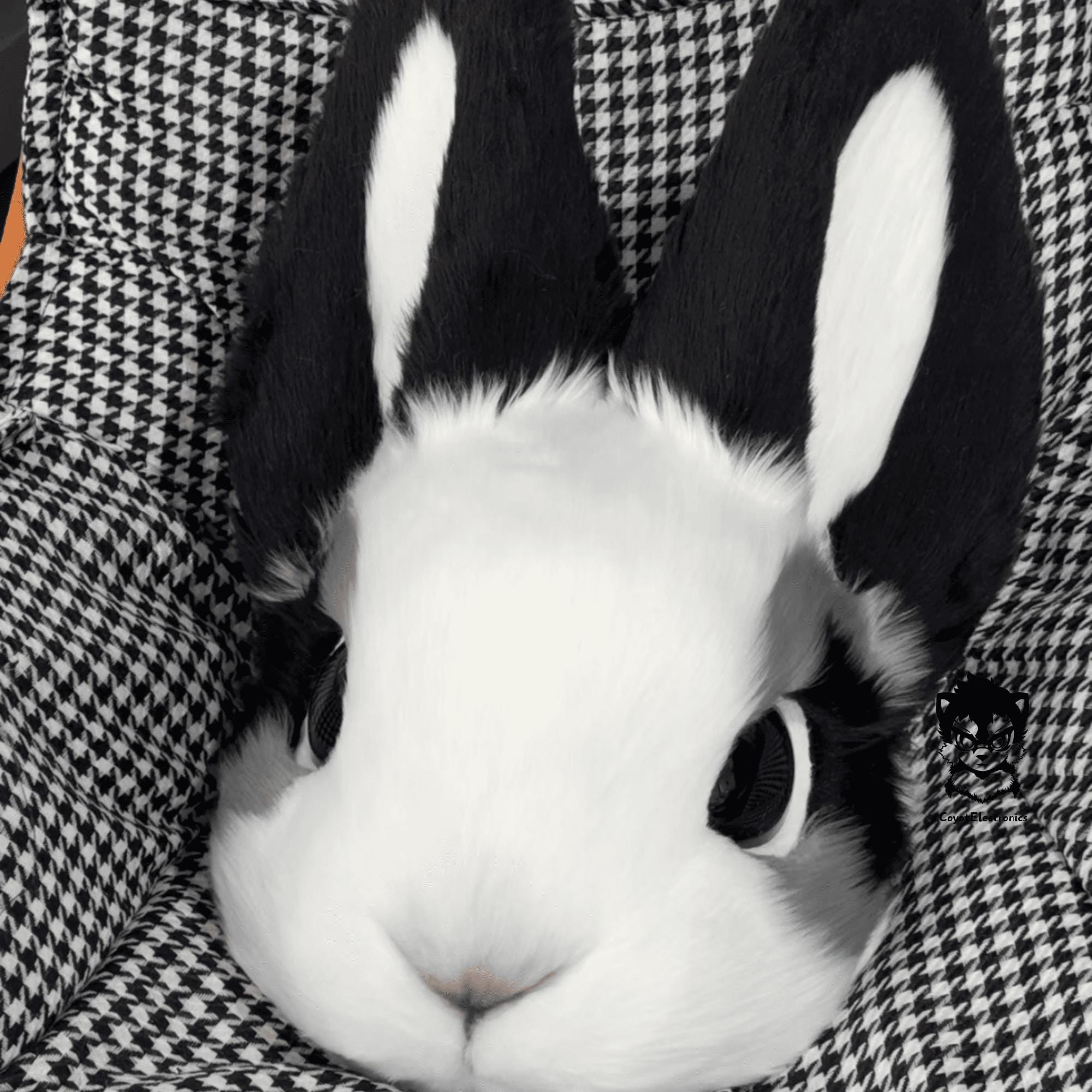 Shining Black Star Rabbit Fursuit Head, Custom Fursuit Head, Kenomo ...