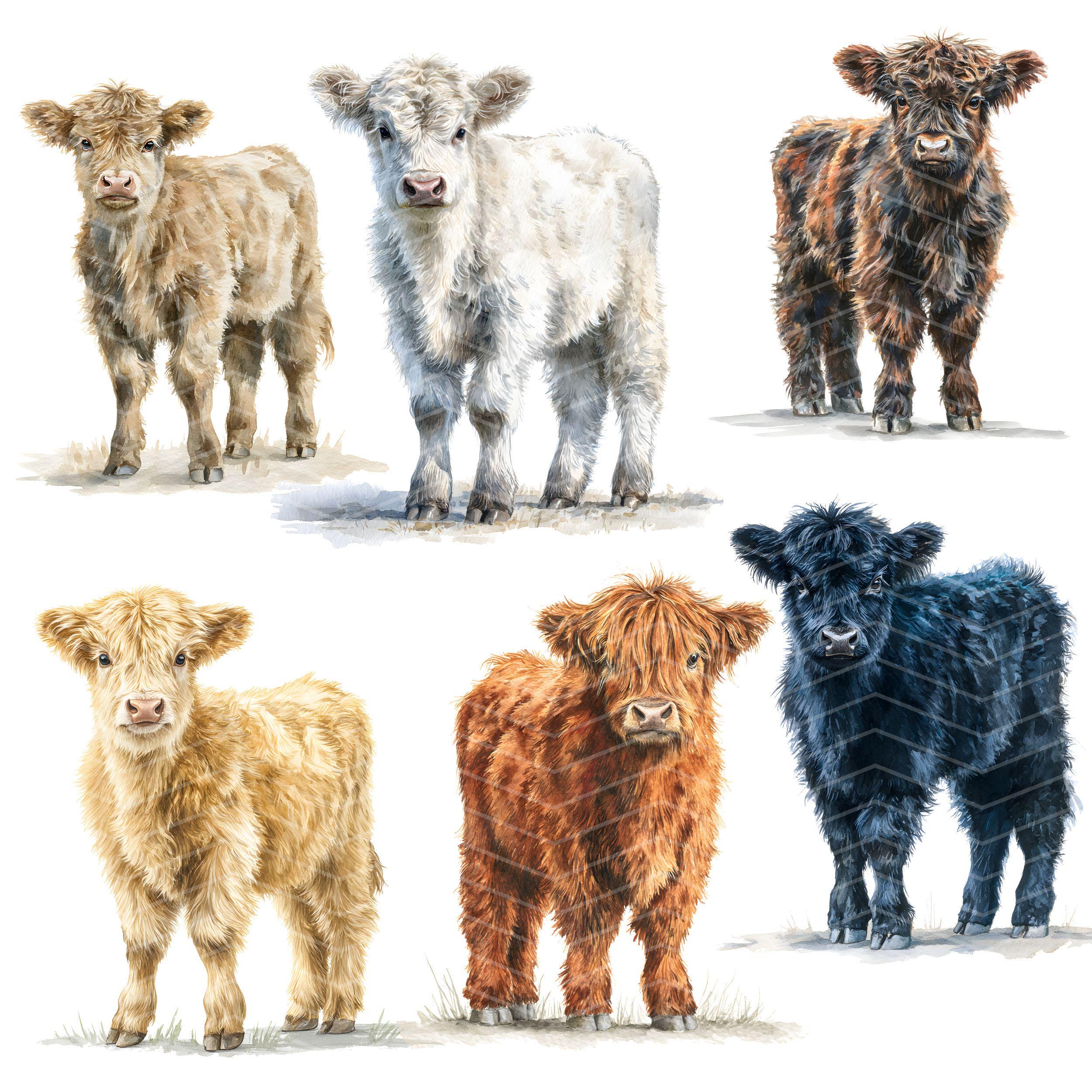 Watercolor Highland Cow Clipart Bundle: Farm Animal Pngs (commercial ...