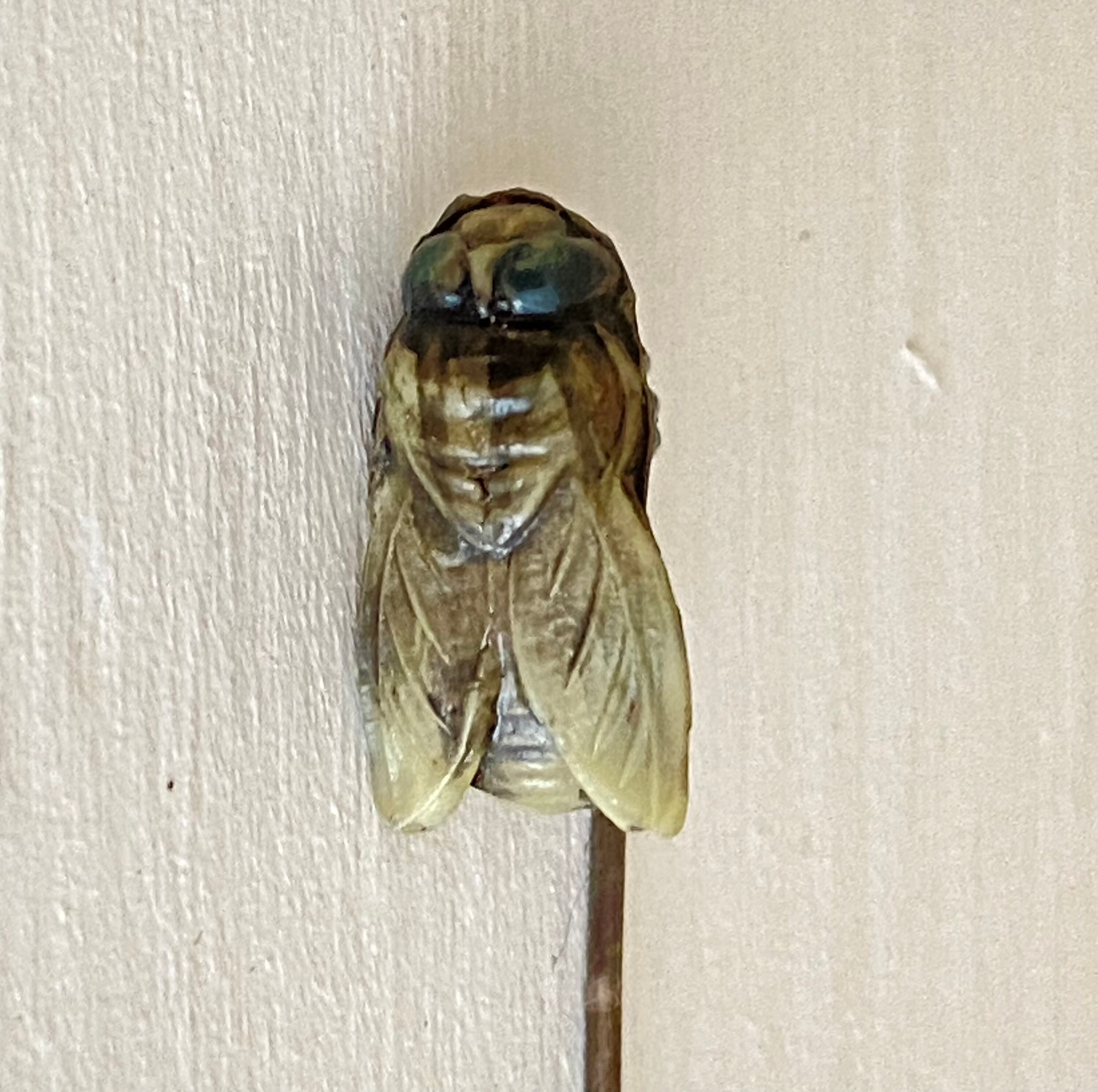 Vintage 50s/40s Life Size Realistic Fly Hat Lapel Pin Celluloid Carved ...