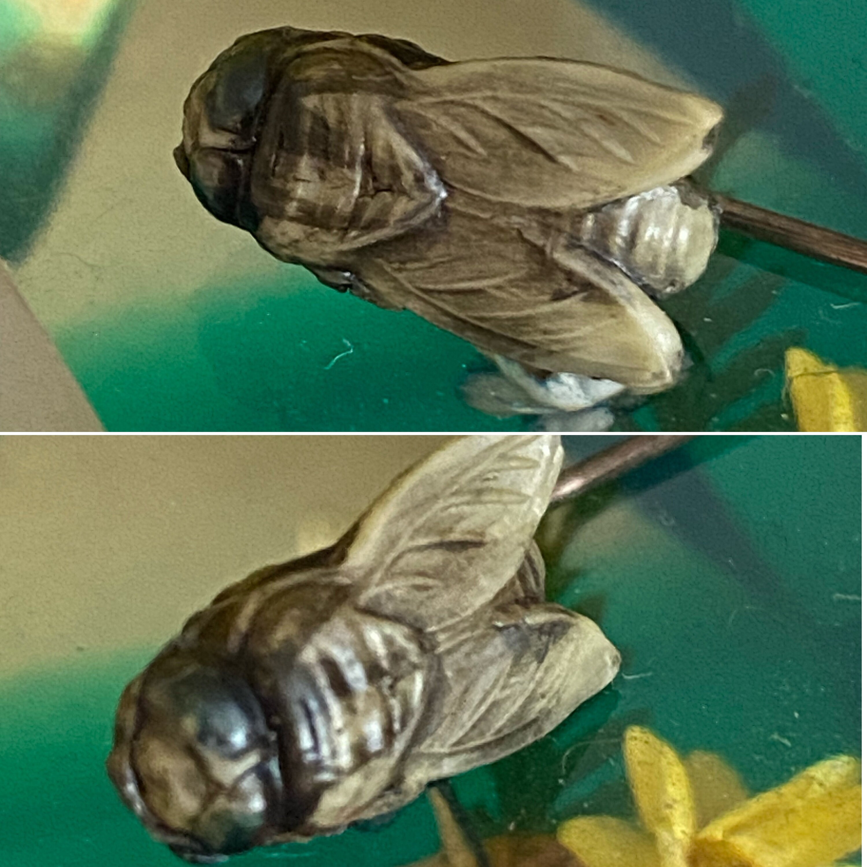 Vintage 50s/40s Life Size Realistic Fly Hat Lapel Pin Celluloid Carved ...