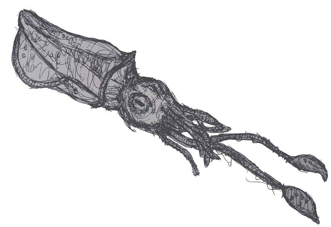 Squid Drawing - Etsy