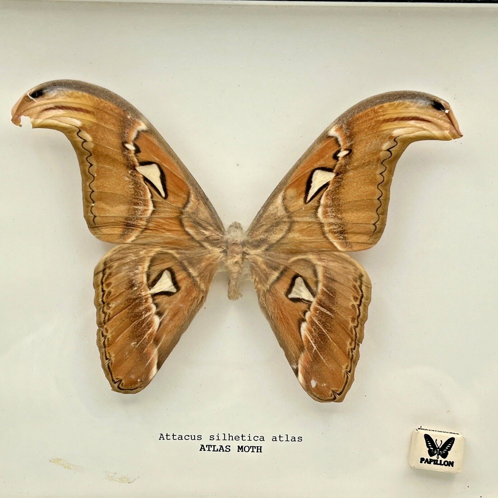 ATLAS MOTH Framed Shadow Box Mounted Attacus Silhetica Atlas 9 X 12 - Etsy