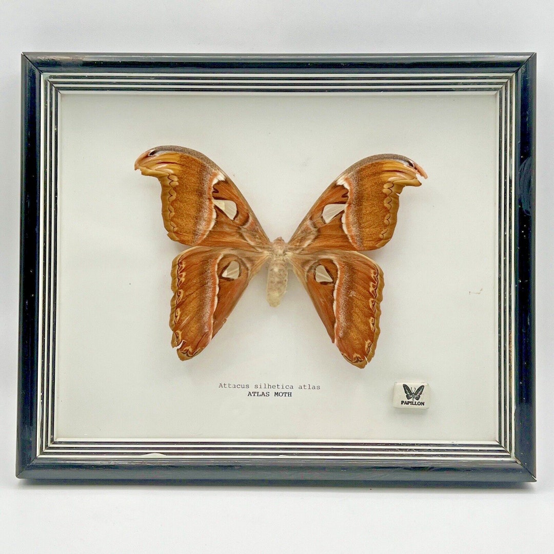 ATLAS MOTH Framed Shadow Box Mounted Attacus Silhetica Atlas 9" X 12 ...