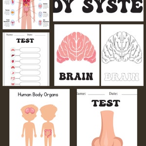 Anatomy Human Organs Body Coloring, Educational Coloring Book, Anatomy ...