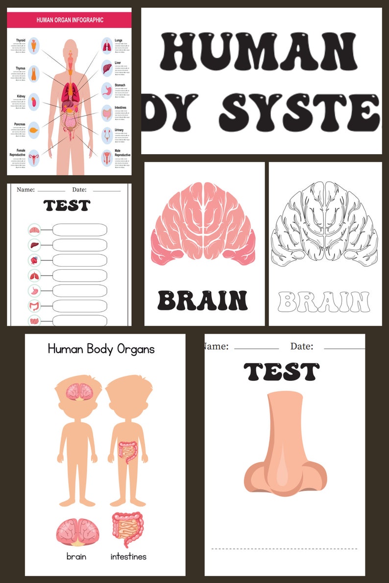 Anatomy Human Organs Body Coloring, Educational Coloring Book, Anatomy ...