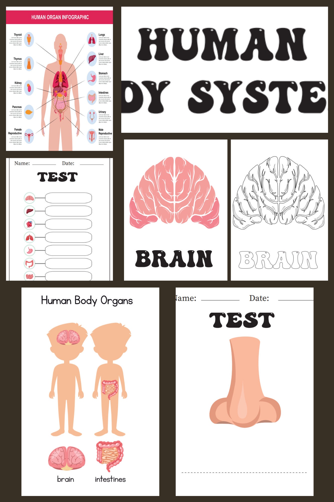 Anatomy Human Organs Body Coloring, Educational Coloring Book, Anatomy ...