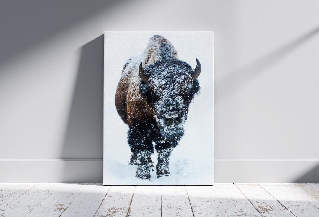 American Buffalo in Snow Original Canvas Art, Bison Canvas Print Wall ...