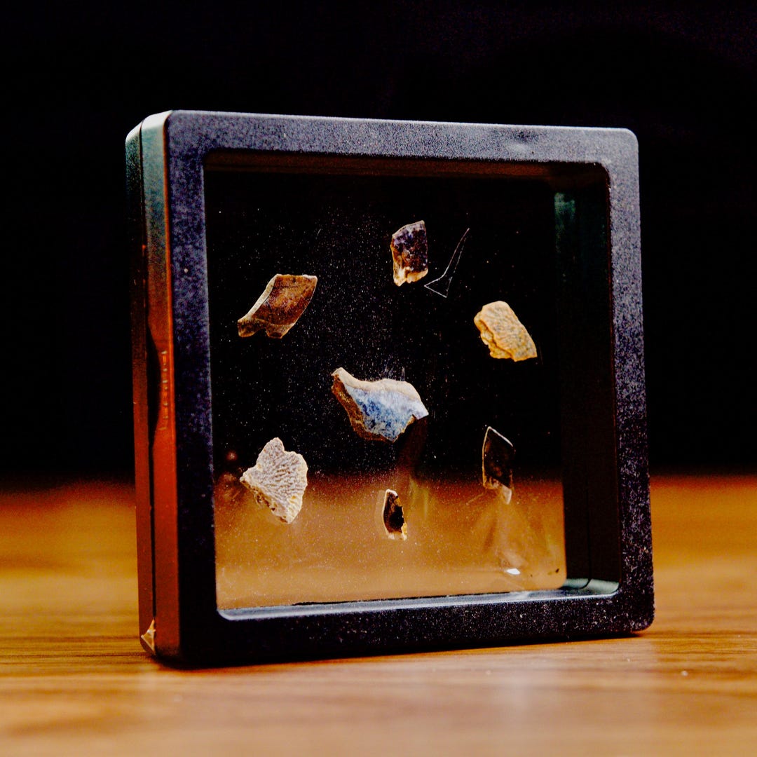 Fossil Lepisosteus Gar Scales, Lot of 7 - Etsy