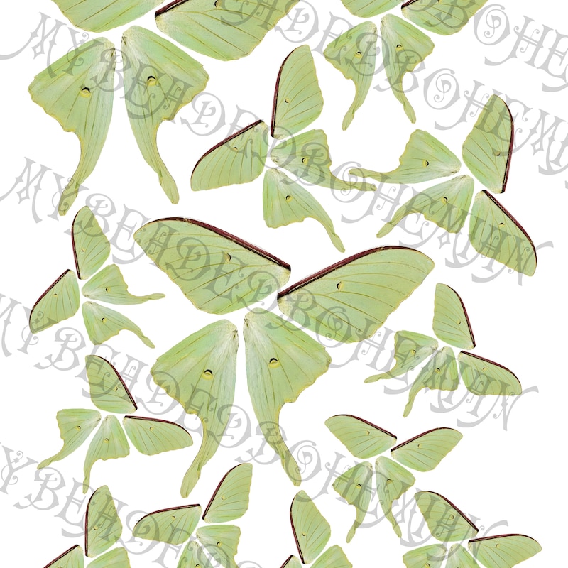 Luna Moth Wings - Etsy