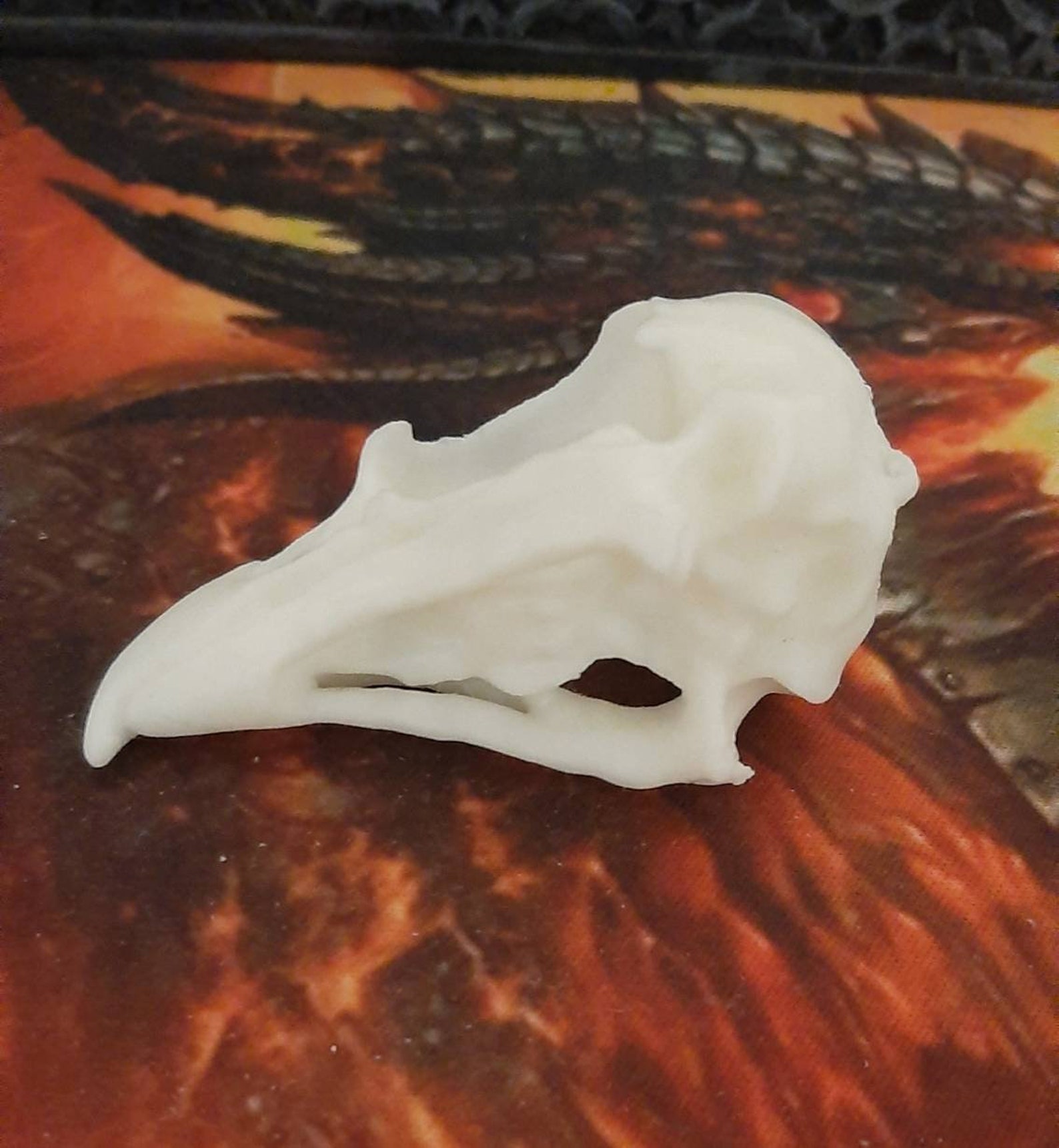 Osprey Skull 3d Printed Taxidermy | Etsy