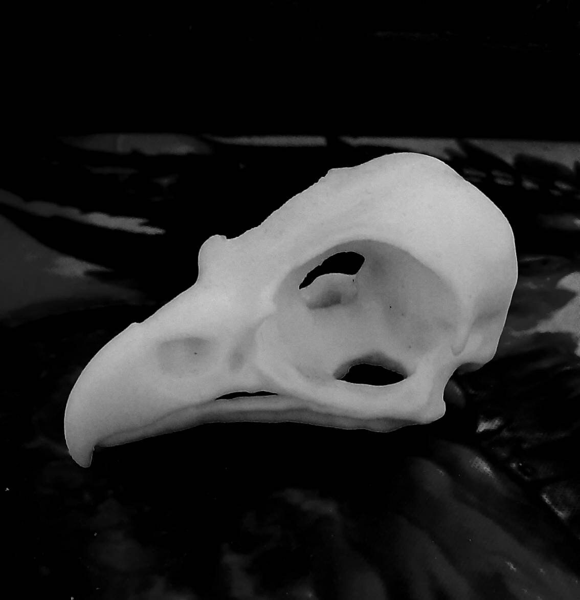 Osprey Skull 3d Printed Taxidermy - Etsy