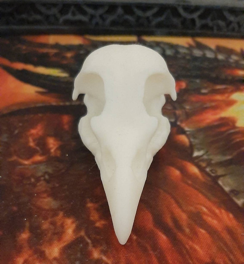 Osprey Skull 3d Printed Taxidermy - Etsy