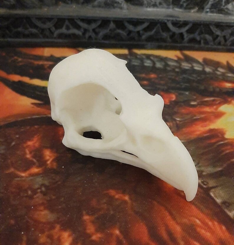Osprey Skull 3d Printed Taxidermy - Etsy