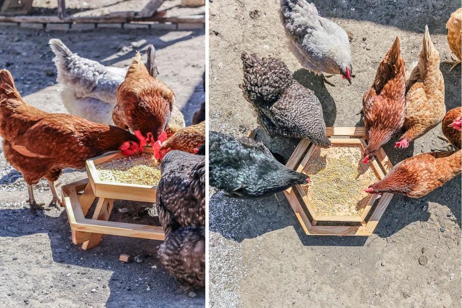 DIY Chicken Feeder , Farmhouse Chicken Feeder, Woodworking Chicken ...