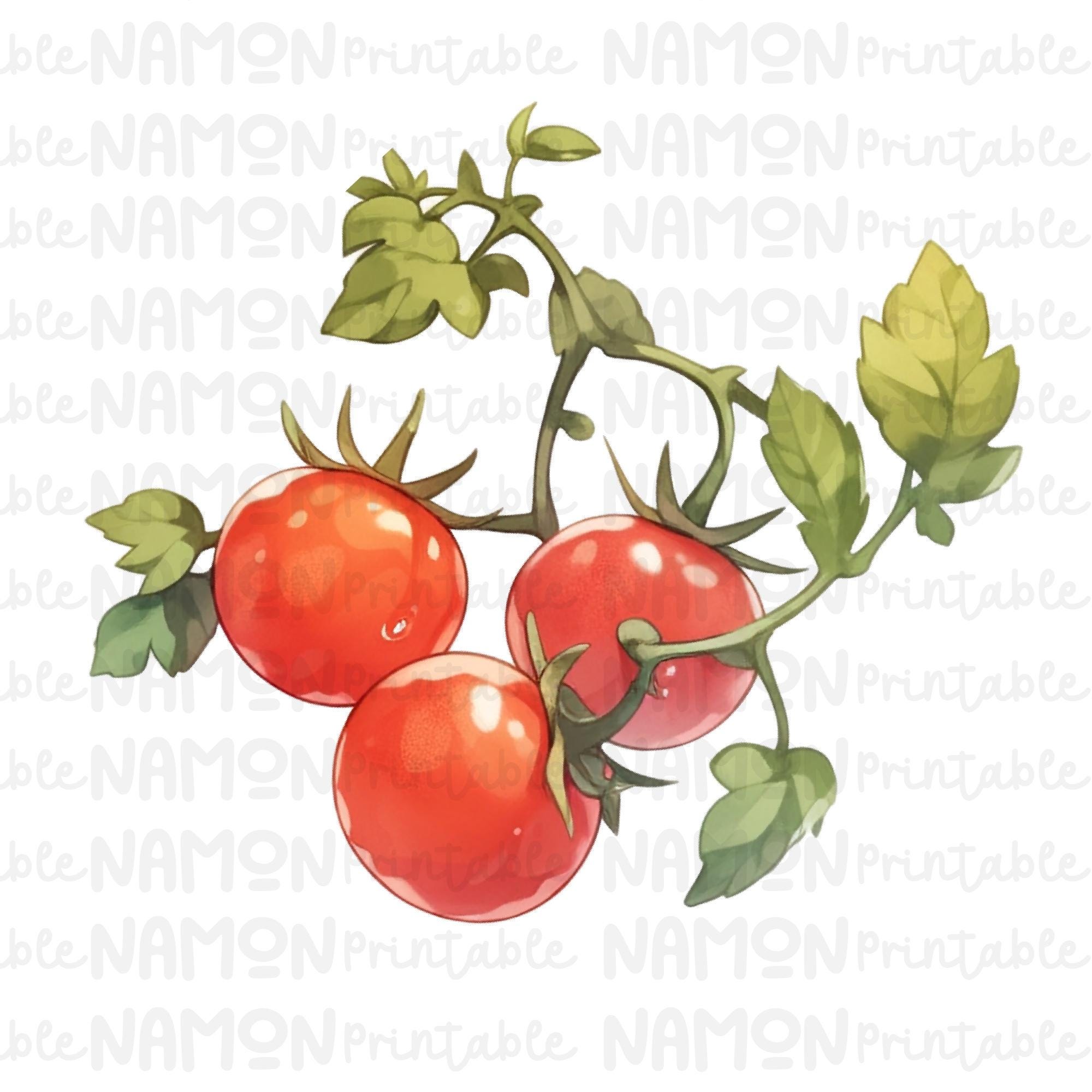 SET OF 9 PNG Watercolor Tomato Clip Art in Soft Pastel Colors - Fresh ...