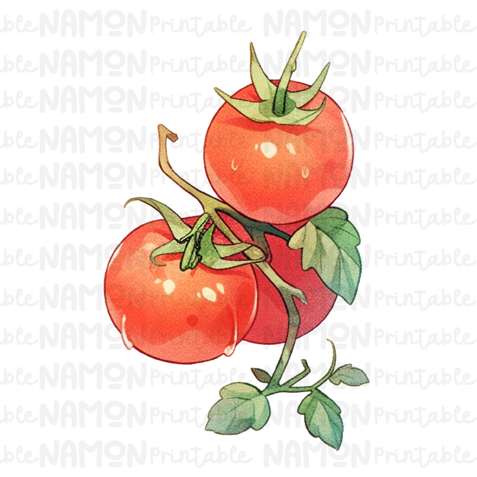 SET OF 8 PNG Watercolor Tomato Clip Art in Soft Pastel Colors - Cute ...