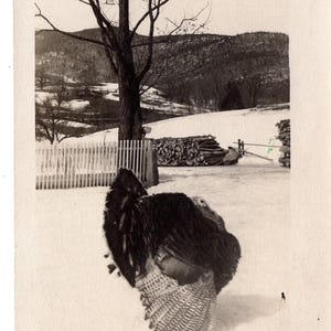 Black and White Real Photo Turkey in Snow Perfect for Thanksgiving ...