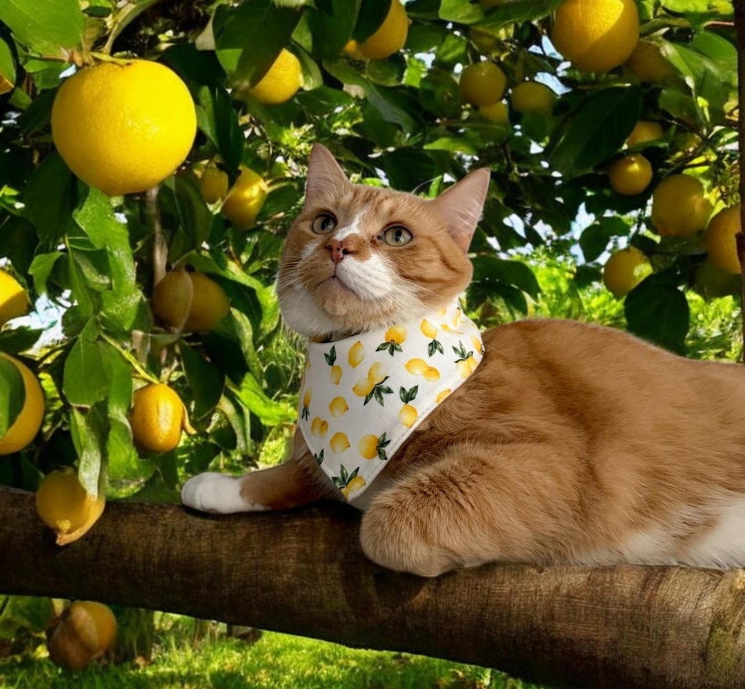Cat Bandana, Bandanas for Cats, Pet Scarf, Cat Accessories, Cat Gifts ...