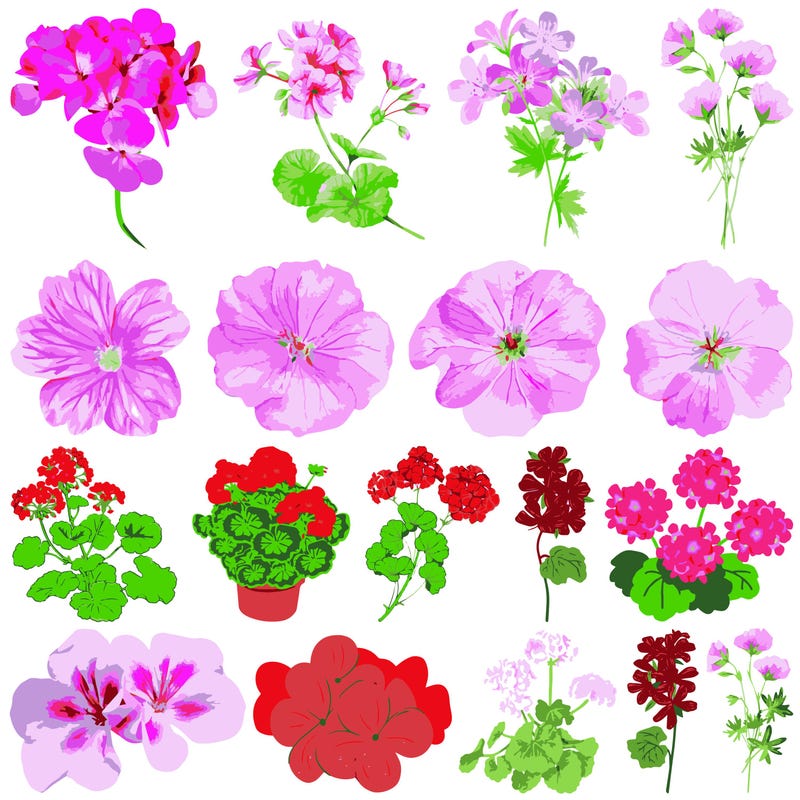 Geranium Clipart - Etsy